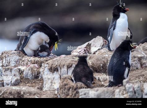 Southern Rockhopper Penguin Eudyptes Chrysocome Adult In Breeding