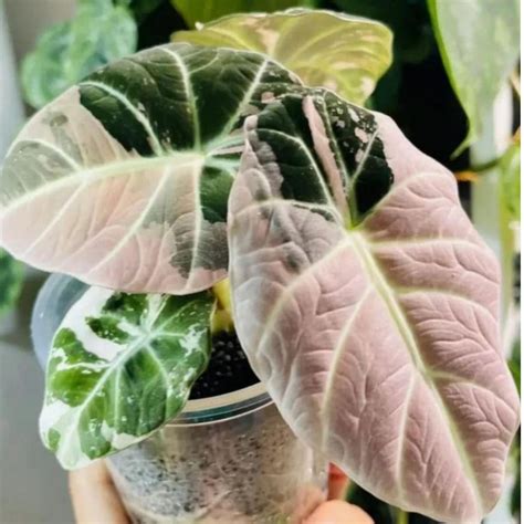 Alocasia Black Velvet Pink Variegata Rare Variegated Live Starter