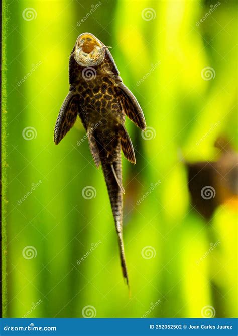 Hypostomus Plecostomus