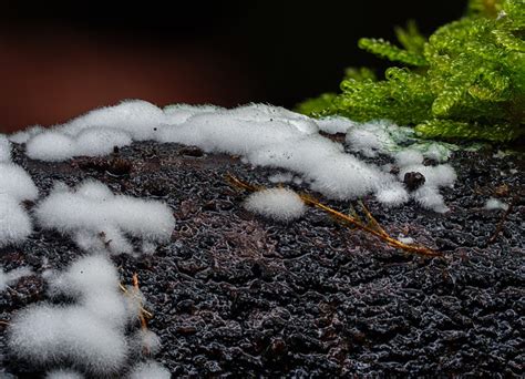 Pourquoi Est Ce Que Le Bois Moisi Troc Services