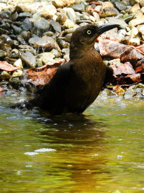 Clay Coloured Thrush 3 Puerto Jiminez By Wildplaces On Deviantart