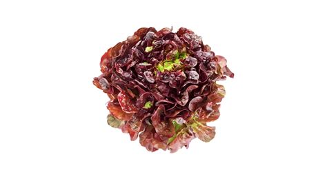 Enciam Roure Vermell