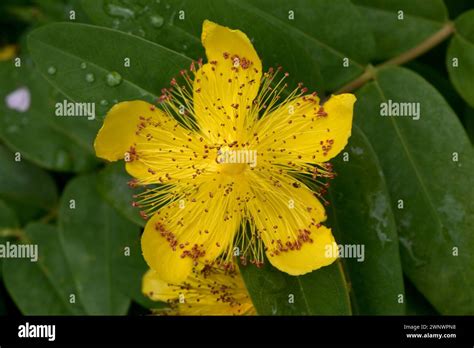 Rose Of Sharon Hypericum Calycinum Prostrate Low Growing Shrub With