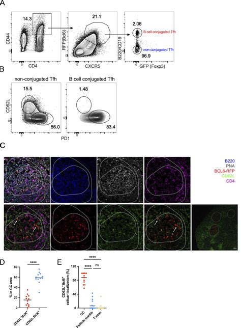 A Novel Memory Like Tfh Cell Subset Is Precursor To Effector Tfh Cells