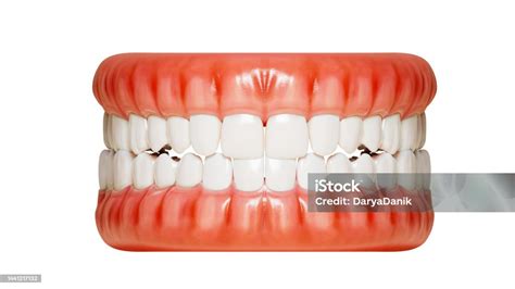 인간의 턱 모델 치과 해부학 정면도 3d 렌더링 인간의 치아 흰색 배경에 격리된 의료 3d 그림 이빨에 대한 스톡 사진 및 기타 이미지 Istock