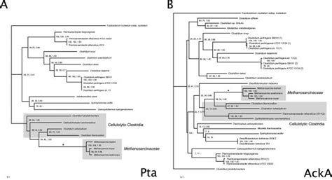 Evolution Of Acetoclastic Methanogenesis In Methanosarcina Via Horizontal Gene Transfer From