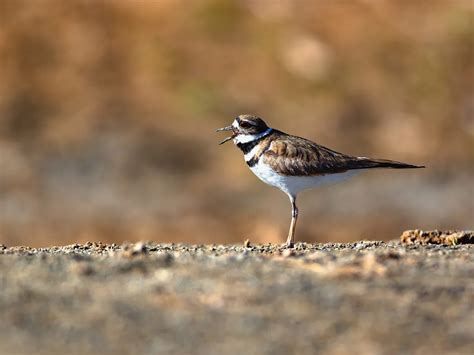 Killdeer Nesting All You Need To Know Bird Fact