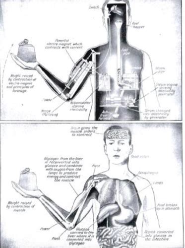 M Introduction To MSK Flashcards Quizlet