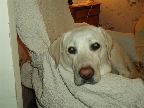 Kira Anna Laura Raffa Flickr