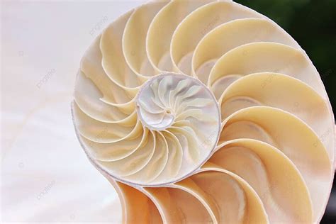 Nautilus Shell Cross Section Structure Detail Snails Photo Background