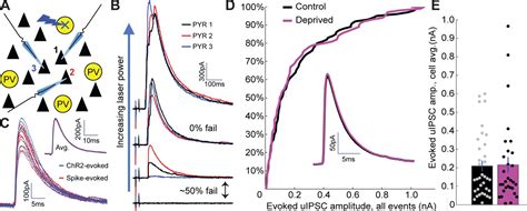 Sensory Experience Inversely Regulates Feedforward And Feedback Excitation Inhibition Ratio In
