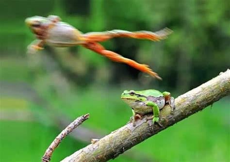 Tree Dwelling Frogs And Their Adaptations Nature Roamer