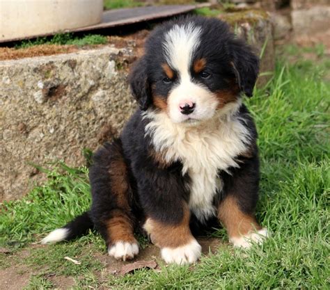 Chiot Elevage Du Clan Deole Bouvier Bernois