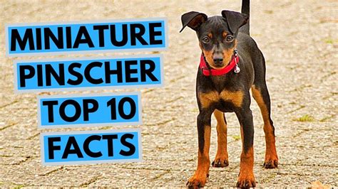 Miniature Pinscher Top 10 Interesting Facts Youtube