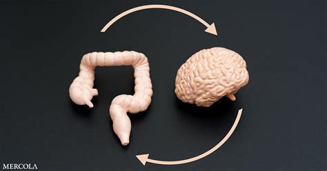 Gut Healths Impact On Mental Well Being
