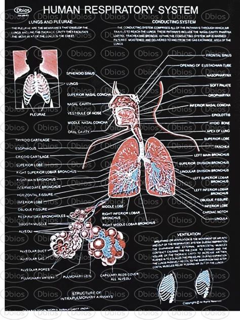 Charts 75100 Respiratory System Chart At ₹ 800piece In Ambala Id