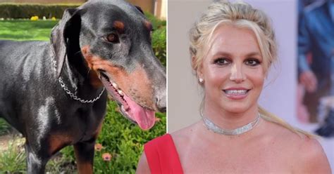 Britney Spears Doberman Gets Loose And Bites Elderly Man Metro News