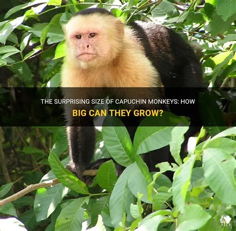 The Surprising Size Of Capuchin Monkeys How Big Can They Grow Petshun