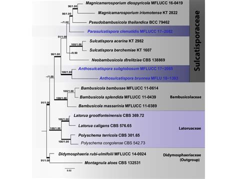 Bayesian 50 Majority Rule Consensus Phylogram Based On Combined Lsu Download Scientific