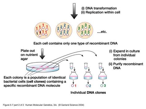 Ppt Amplifying Dna Pcr And Cell Based Dna Cloning Powerpoint Presentation Id 1199461