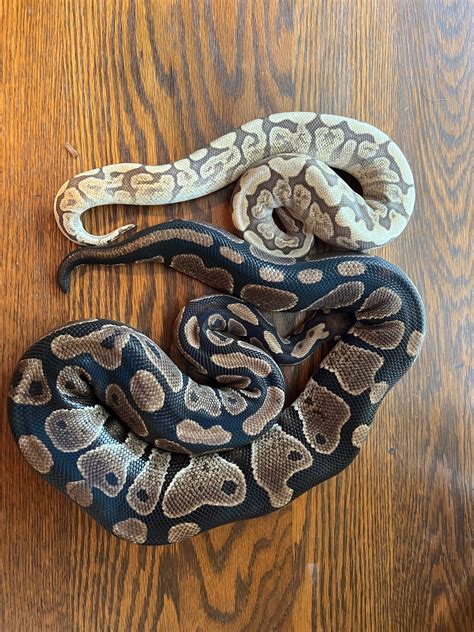Normal Ball Python Traits Morphpedia
