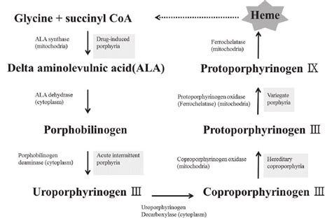 Schematic Diagram Of The Heme Biosynthetic Pathway Heme Synthesis