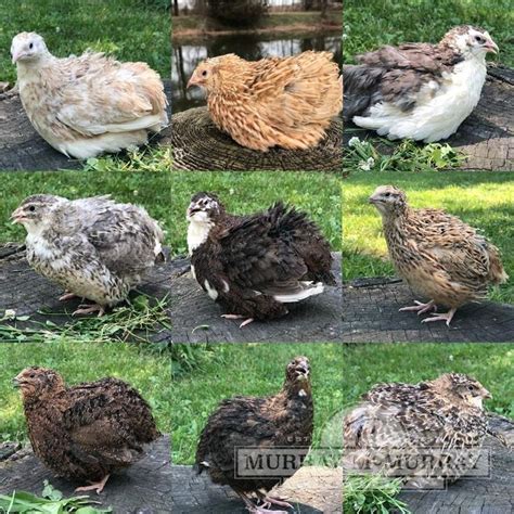 Mcmurray Hatchery Assorted Coturnix Quail Chicks Quail Backyard