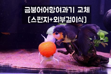 금붕어키우기 스펀지여과기와 걸이식외부여과기 조합으로 설치 네이버 블로그