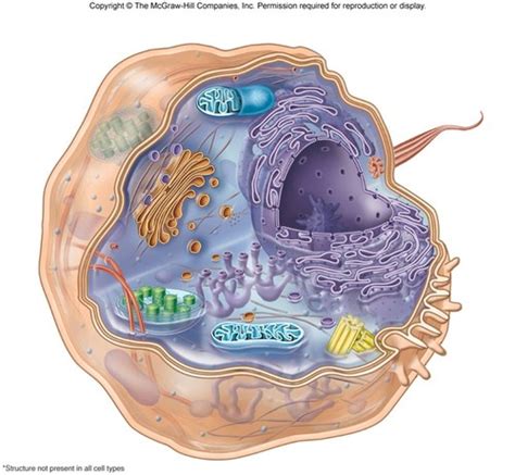 Lecture Prokaryotes Vs Eukaryotes Flashcards Quizlet