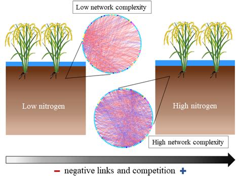 High nitrogen fertilizer input enhanced the microbial network ...