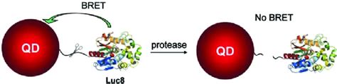 Principle Of Detection Of Protease Matrix Metalloproteinase Mmp Download Scientific Diagram