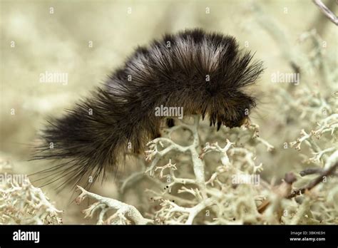 Side View Of A Hairy Larva Caterpillar Of The Dark Tussock Moth