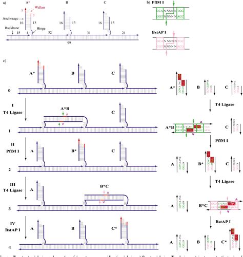 Figure 1 From A Unidirectional Dna Walker That Moves Autonomously Along