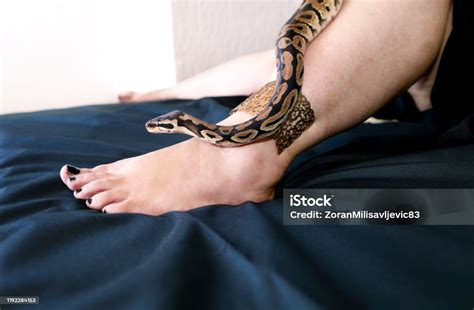 Leg With Royal Python Snake Ball Python Slithering And Crawling Around