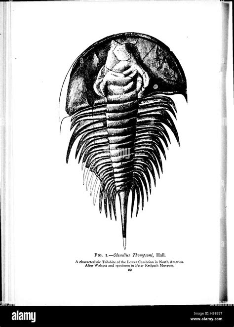 This Work Examines The Fossilized Remains Of Ancient Life Forms Focusing On Their Preservation