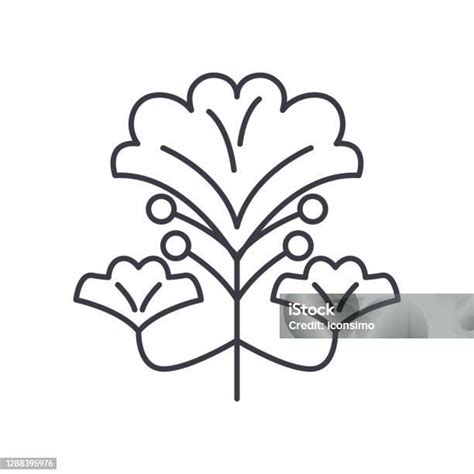 깅코 Biloba 아이콘 선형 절연 일러스트레이션 얇은 선 벡터 웹 디자인 기호 흰색 배경에 편집 가능한 스트로크와 개요 개념 기호 0명에 대한 스톡 벡터 아트 및 기타