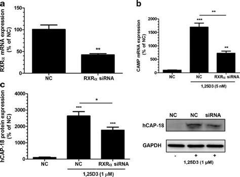 Treatment With Rxrα Short Interfering Rna Sirna Reduces Mrna For Rxr Download Scientific