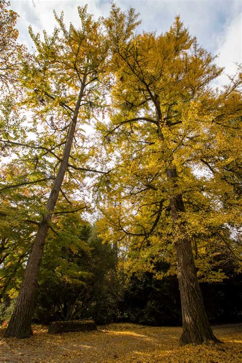 Ginko Arboretum