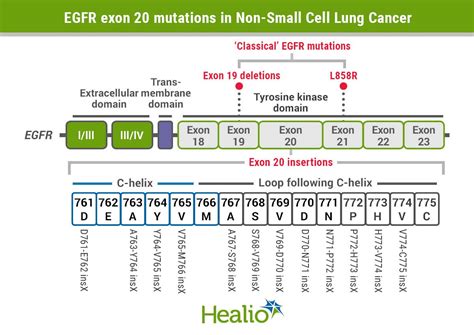 Egfr Exon 20 Insertions