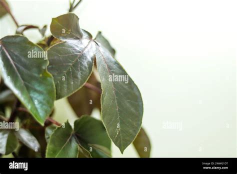 Bellyache Bush Is An Upright Multi Stemmed Perennial Shrub With A Shallow Root System Stock