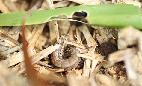 Army Worms Truly Nolen