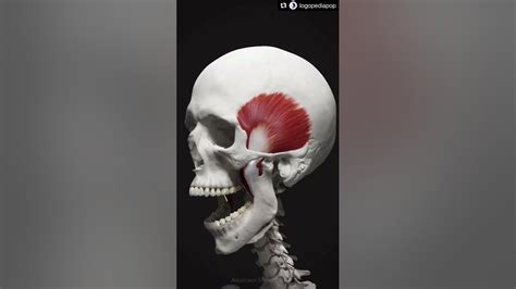 MÚsculos Da MastigaÇÃo Temporal E Masseter Youtube