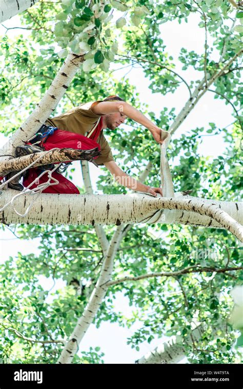 Man Climbs The Tree Hi Res Stock Photography And Images Alamy