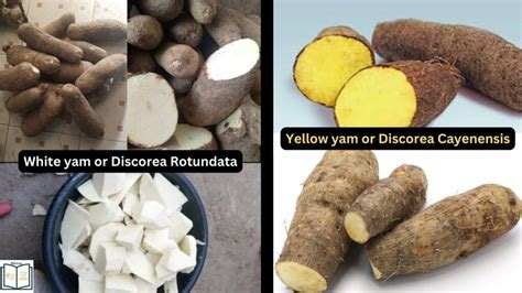 White Name Yam Types Of White Yams Pzwk