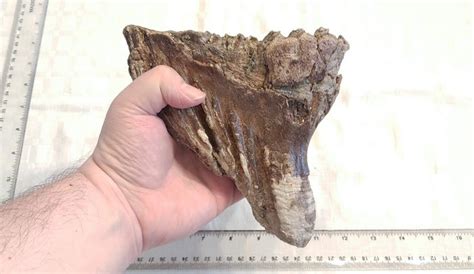 Woolly Mammoth Fossil Molar Mammuthus Primigenius Auction Online Catawiki
