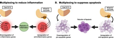 Unleashing The Potential Of Crispr Multiplexing Harnessing Cas12 And
