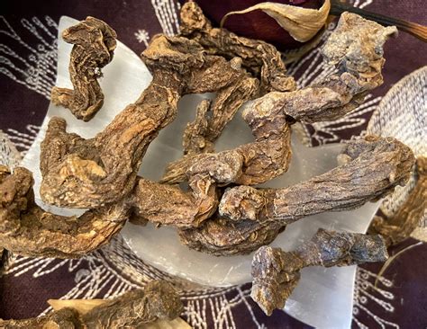 Fleece Flower Root Sex Longevity Energy Binding Sealing Intent