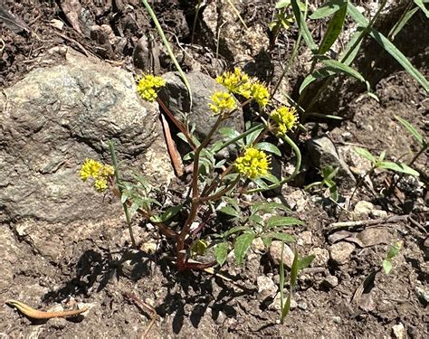 Sanicula Tuberosa Apiaceae