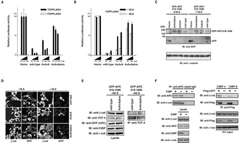 Figure 3 From The Apc Tumor Suppressor Binds To C Terminal Binding Protein To Divert Nuclear