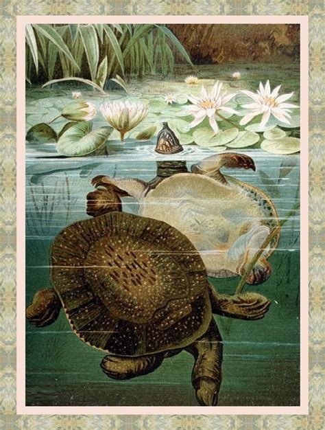 Solve Soft Shell Turtles Jigsaw Puzzle Online With 48 Pieces